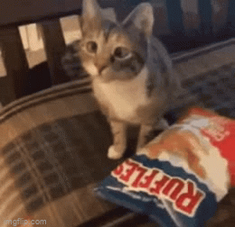 Cat kneading ruffles chips - Imgflip