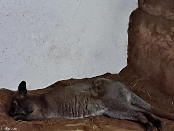 wallaby!!11111!!!!!!111!1! - Imgflip