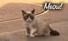 Meow! Meow! Meow! Meow! Meow! *MEOWING INTENSIFIES* - Imgflip