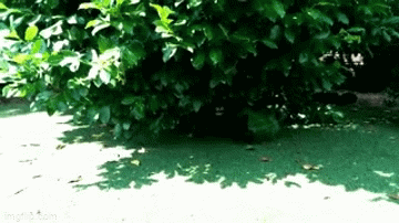 Tiger bush - Imgflip