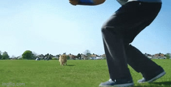 Caught a frisbee cat - Imgflip