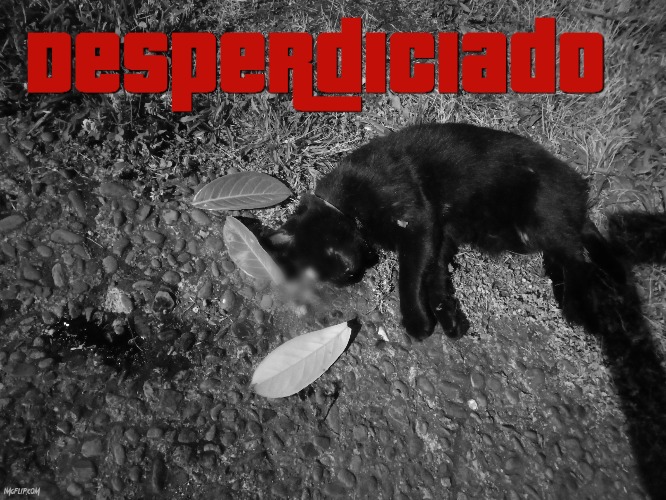 This poor cat just got ran over, I put the wasted in Spanish to avoid ...