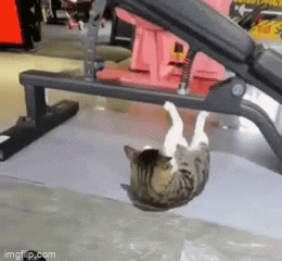 Cat gym - Imgflip
