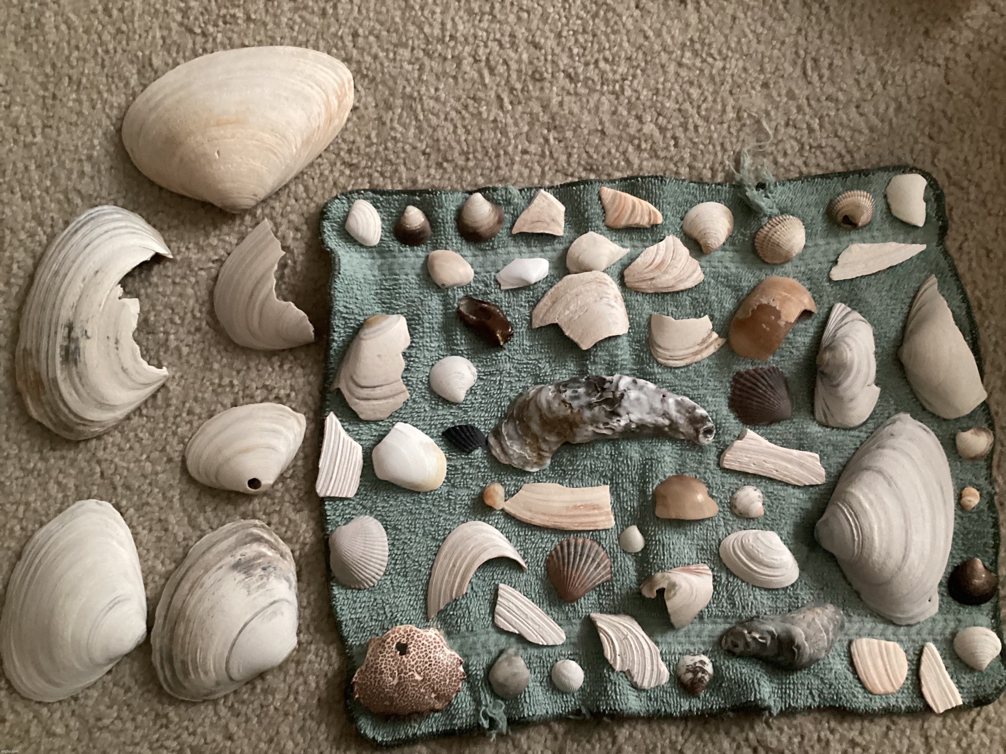 Seashells I picked up while at the beach yesterday, take a screenshot ...