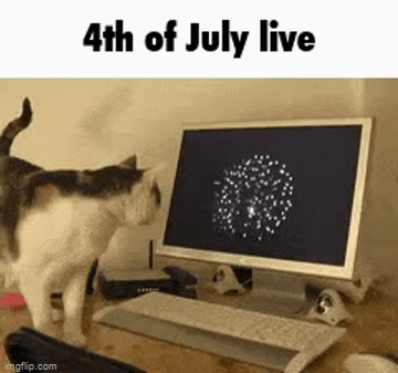 Cat watching the fireworks - Imgflip