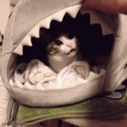 Cat shark - Imgflip