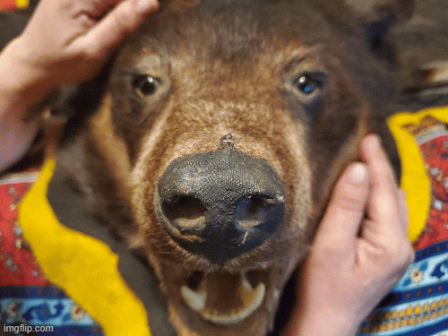 Taming the wild bear - Imgflip