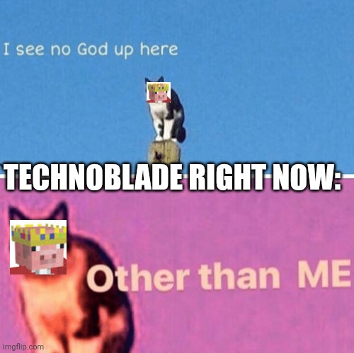 Hail pole cat - Imgflip