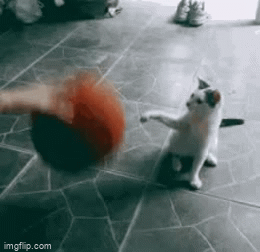 Kitten basketball - Imgflip