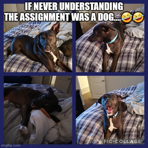 Never understands the assignment - Imgflip