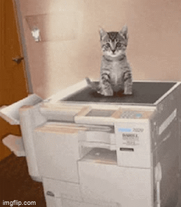 Literal cat scan! - Imgflip