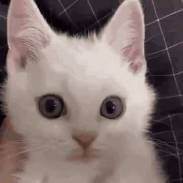 Cattitude - Imgflip