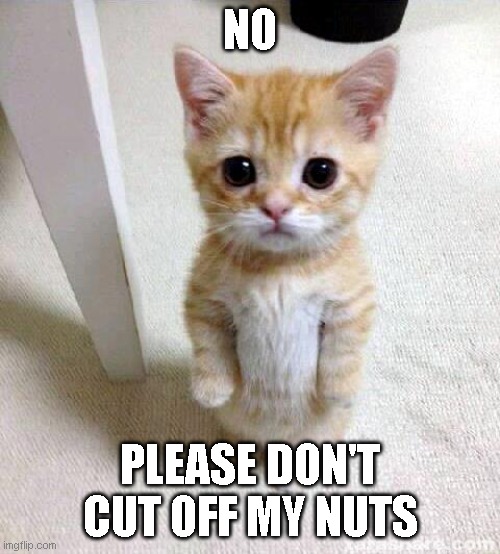 No Please don't cut off my nuts - Imgflip