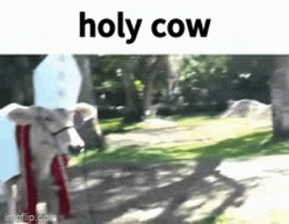 holy - Imgflip