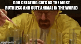 cat meme - Imgflip