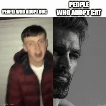 I am cat fan - Imgflip