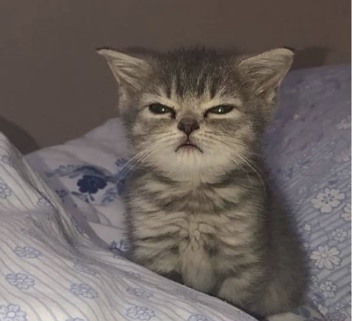 Sleepy Kitten Blank Template Imgflip