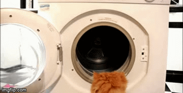 Cat in washing machine - Imgflip