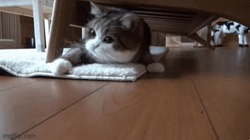 Cat trying to get string - Imgflip