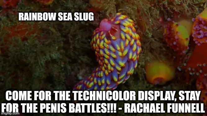 Sea Slug Memes Sea Slugs / Nudibranchs | The Marine Detective