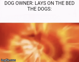 Dog communism - Imgflip