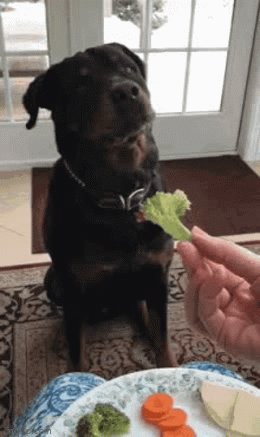Dog Eating Food Gif
