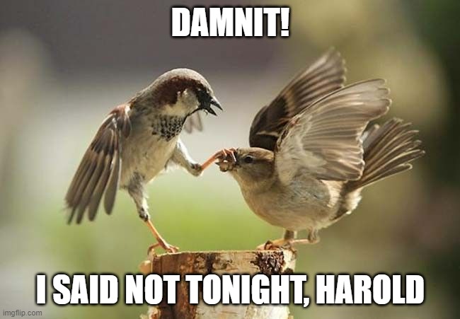 Birds shut up - Imgflip