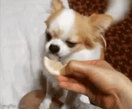 What Happens If A Dog Eats A Lemon