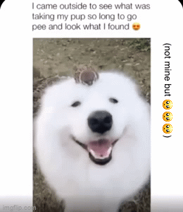 it’s so cute awww - Imgflip