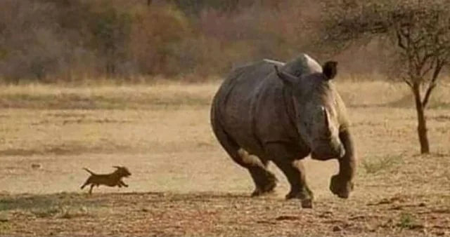 Dog Chasing Rhino Blank Template Imgflip