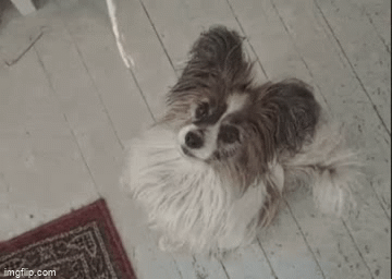 Dog food catch - Imgflip