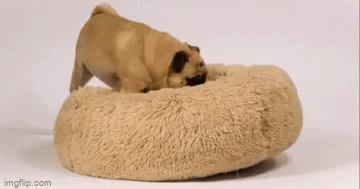 Dog fluffy bed - Imgflip