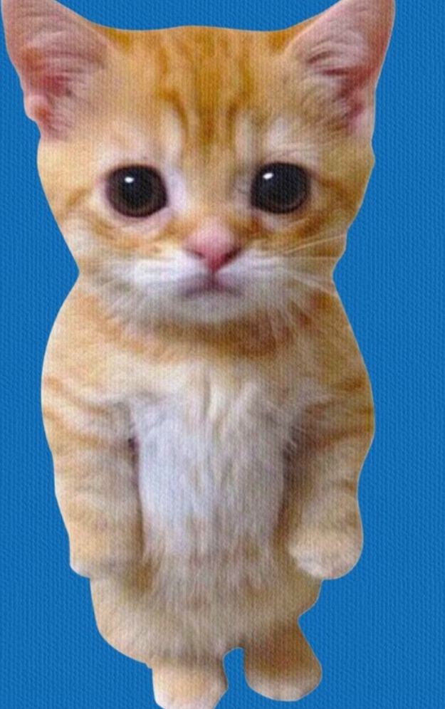 El Gato Blank Template Imgflip