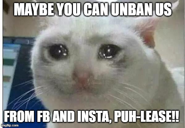 crying cat - Imgflip