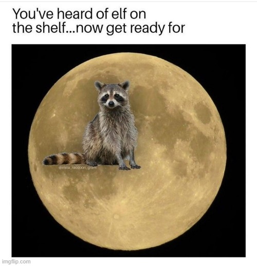 Raccoon on the moon - Imgflip