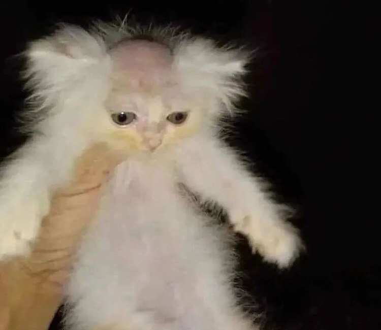 Cat Bald Blank Template Imgflip Cat Bald Blank Template Imgflip