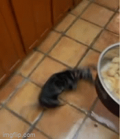 Somebody's Hungry - Imgflip