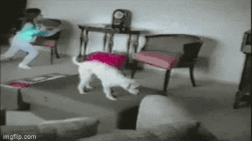 dog flips out - Imgflip