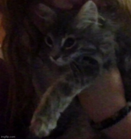 precious bb - Imgflip