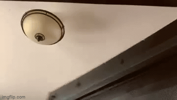 Animated GIF - Imgflip