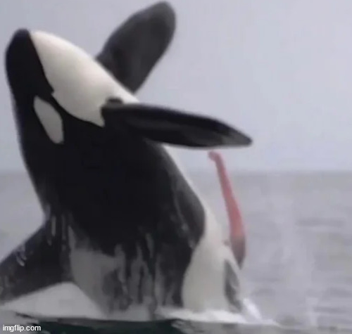 Horny Orca Blank Template - Imgflip