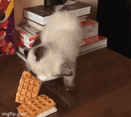 Cat waffle sandwiches - Imgflip
