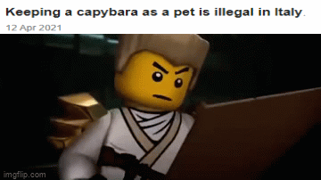 Why do we exist, just to suffer - Imgflip