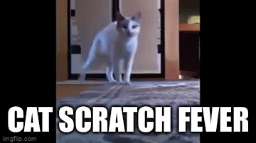 Itchy cat - Imgflip