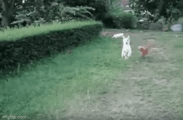 Dog race - Imgflip