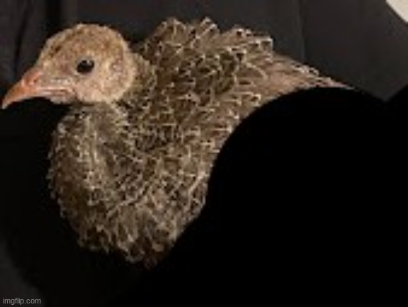 here's a picture of the bird I saved from drowning earlier today his ...