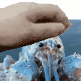 Blue Lobster Imgflip 9681