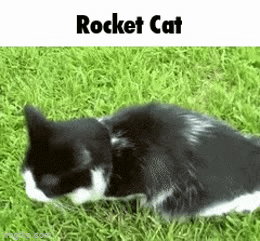 Rocket Cat - Imgflip