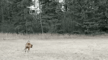 Dog helicopter - Imgflip