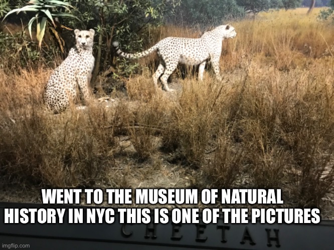 Cheetahs!! (3d pic obvi) - Imgflip